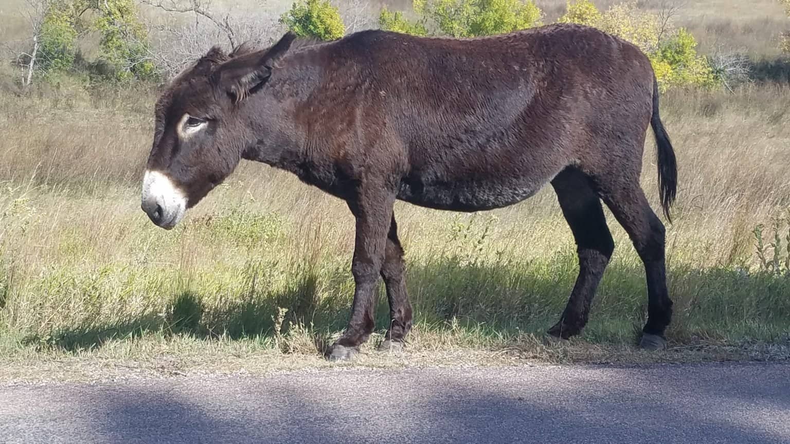 Fall Foliage in South Dakota | A Weekend Trip Itinerary