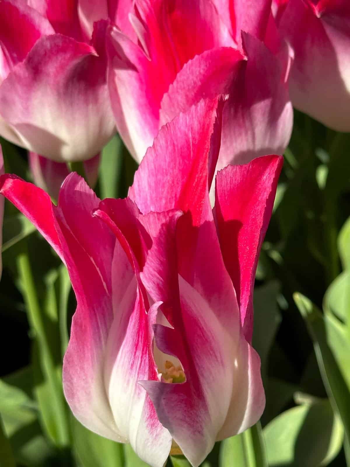Skagit Valley Tulip Festival | Making the Most of Your Visit | The Over ...