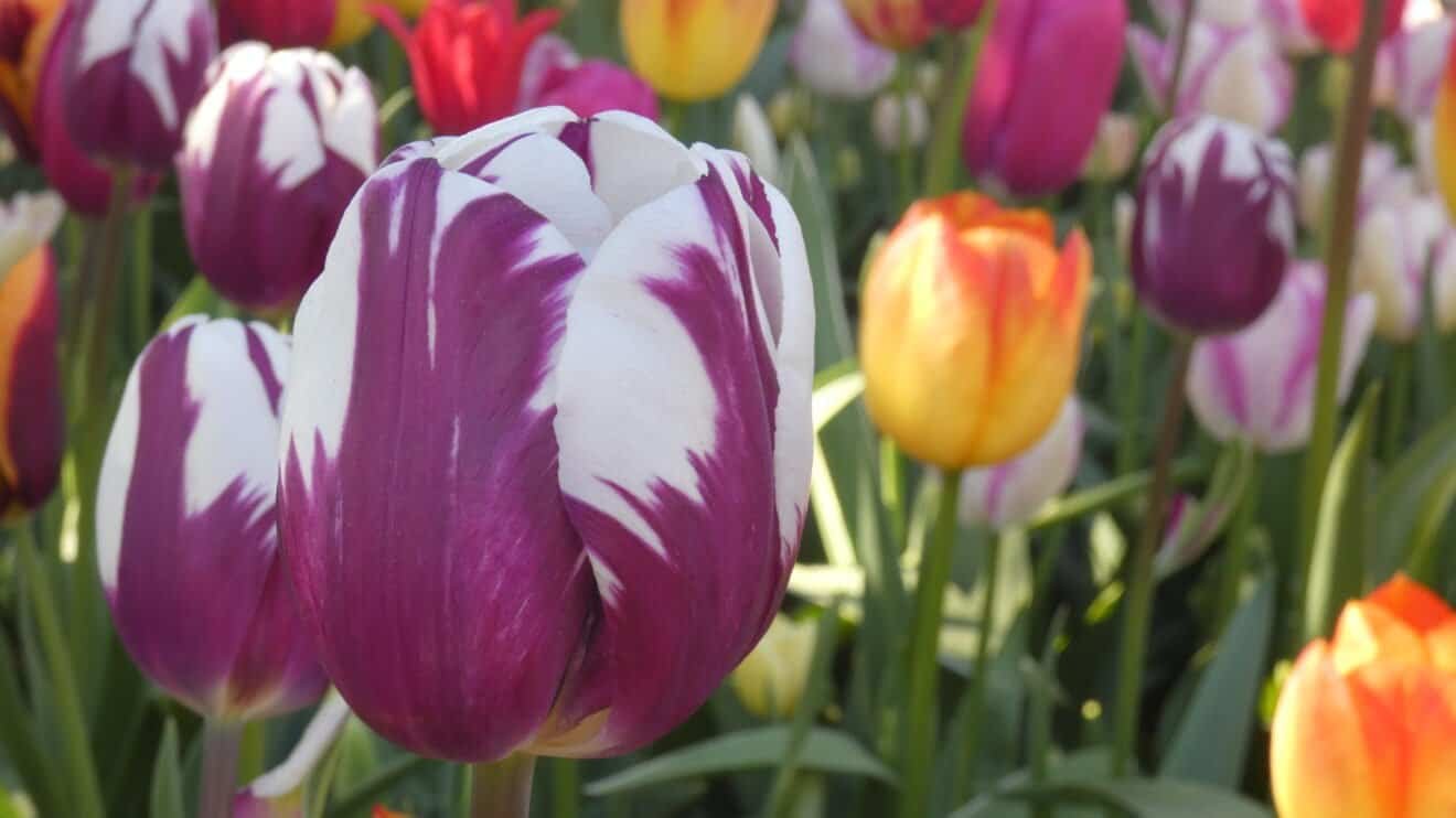 Skagit Valley Tulip Festival | Making the Most of Your Visit | The Over ...